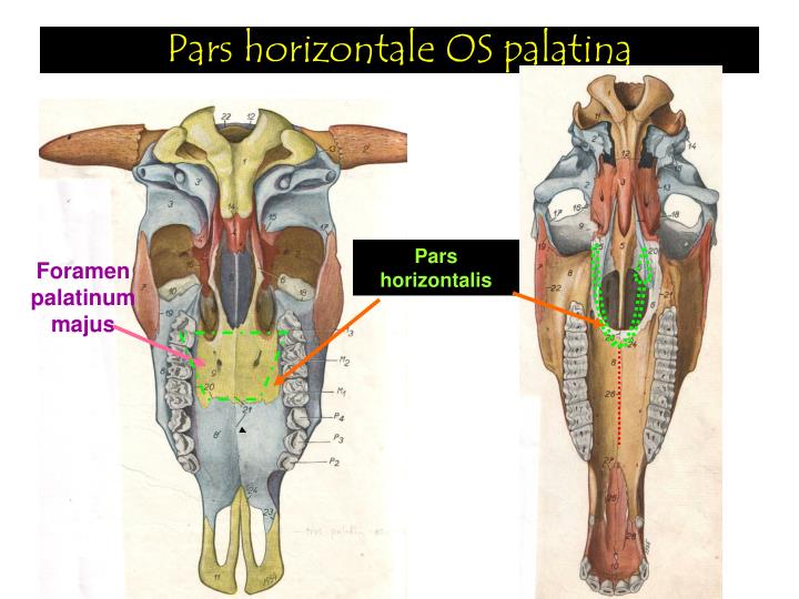 PPT - OS NASALE PowerPoint Presentation - ID:5843456