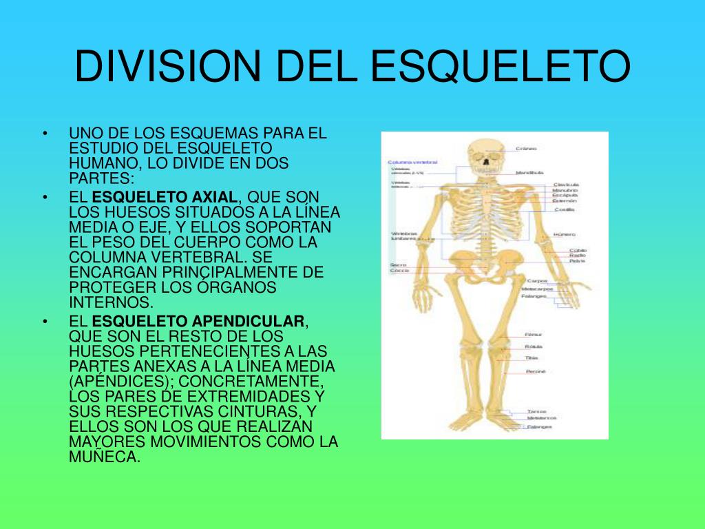 PPT - EL ESQUELETO HUMANO PowerPoint Presentation, free download - ID ...