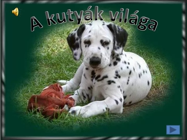 PPT - A kuty ák világa PowerPoint Presentation, free download - ID:5845048
