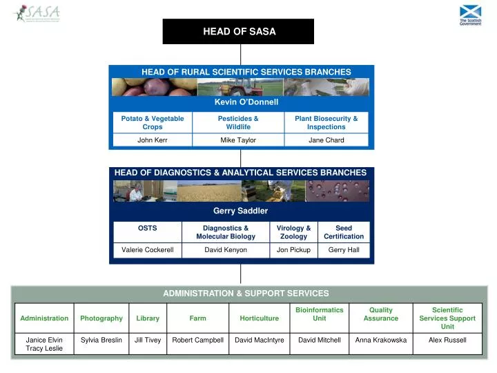 PPT - HEAD OF SASA PowerPoint Presentation, free download - ID:5845070