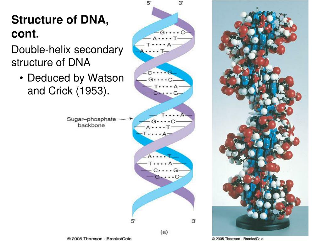 What Is Double Helical Structure Of Dna at Virginia Morgan blog What Is Double Helical Structure Of Dna at Virginia Morgan blog