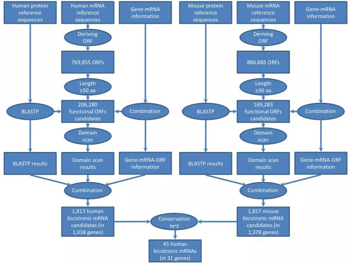 PPT - Human protein reference sequences PowerPoint Presentation, free ...