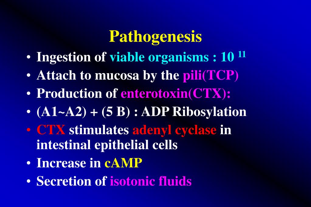 PPT - Cholera and other Vibrio Infections PowerPoint Presentation, free ...