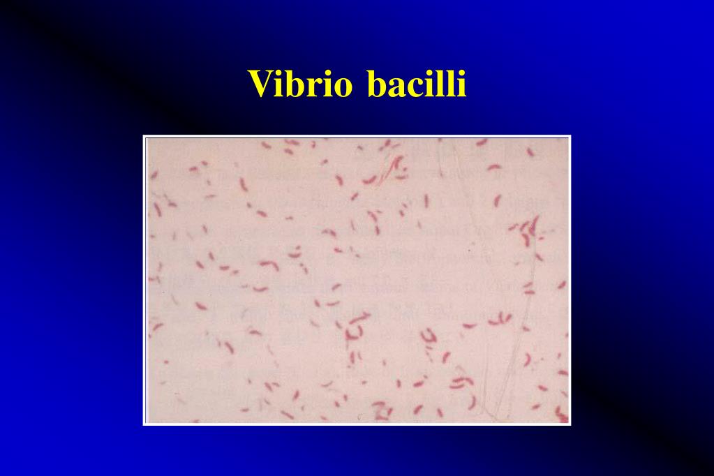 PPT - Cholera and other Vibrio Infections PowerPoint Presentation, free ...