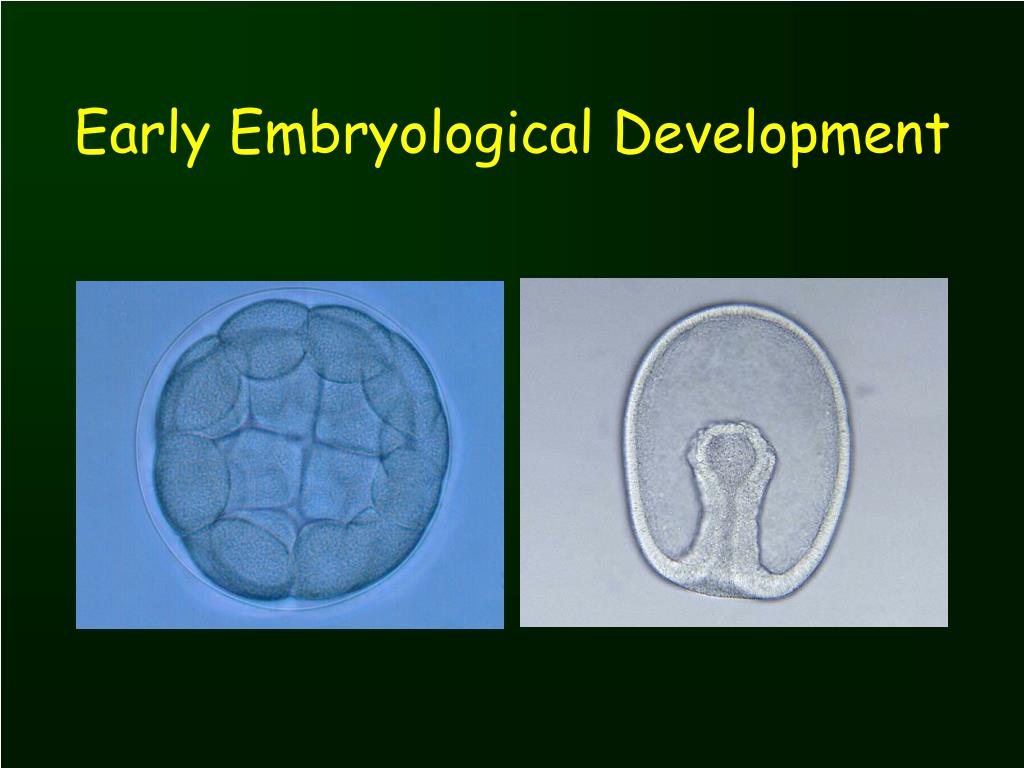 PPT - Meiosis & Sexual Reproduction PowerPoint Presentation, free ...