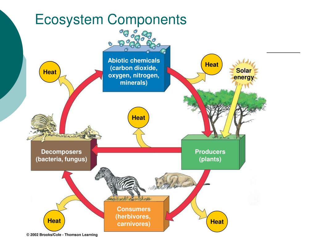 Structure Function Ecosystem Ppt Powerpoint Presentat