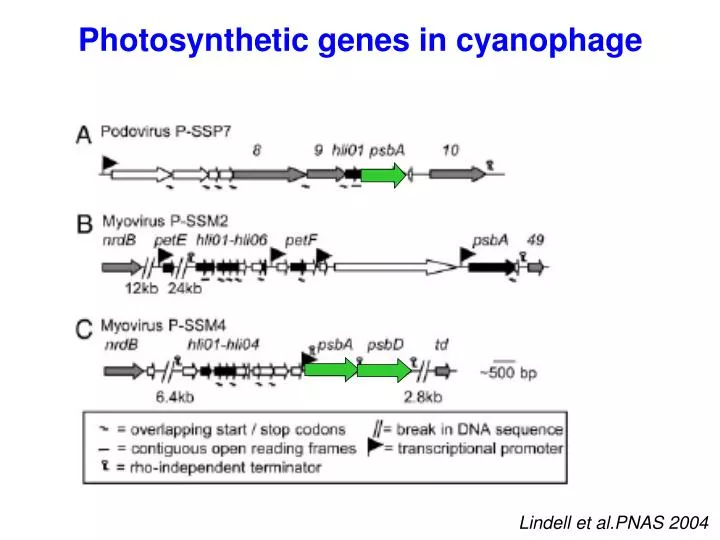 PPT - Photosynthetic genes in cyanophage PowerPoint Presentation, free ...