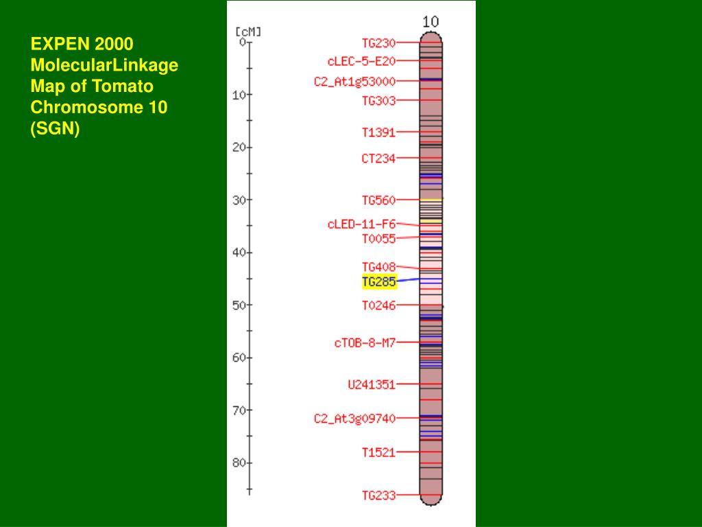 PPT - The Role of Fluorescence in situ hybridization (FISH) in ...