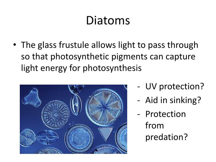 PPT - Unicellular Algae: The Diatoms PowerPoint Presentation - ID:5856088