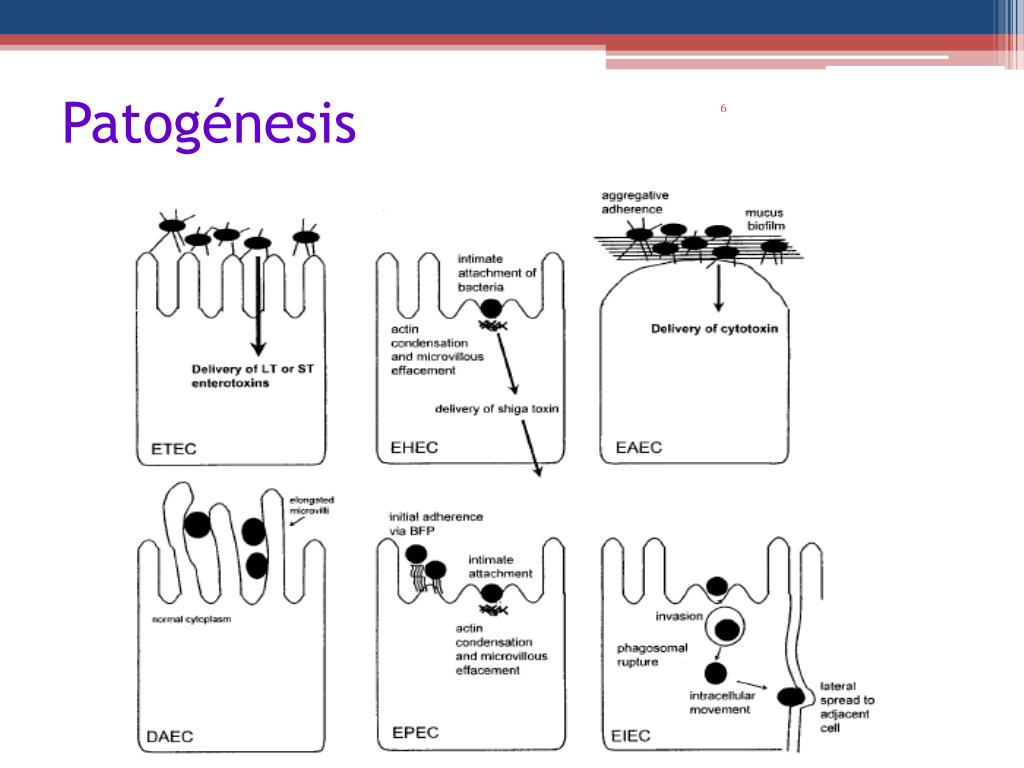 PPT - SEMINARIO DE MECANISMOS DE PATOGENICIDAD PowerPoint Presentation ...