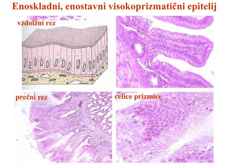 PPT - Definicija tkiva PowerPoint Presentation - ID:5864182