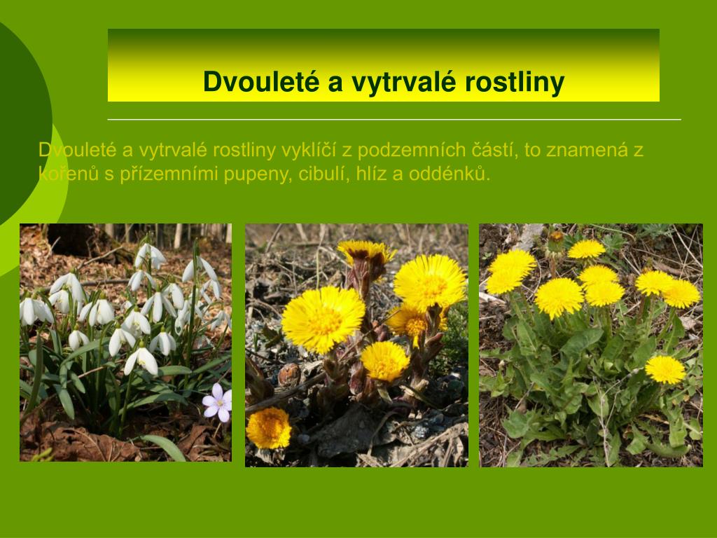 PPT - Třídění živých organizmů 5. ročník PowerPoint Presentation - ID ...
