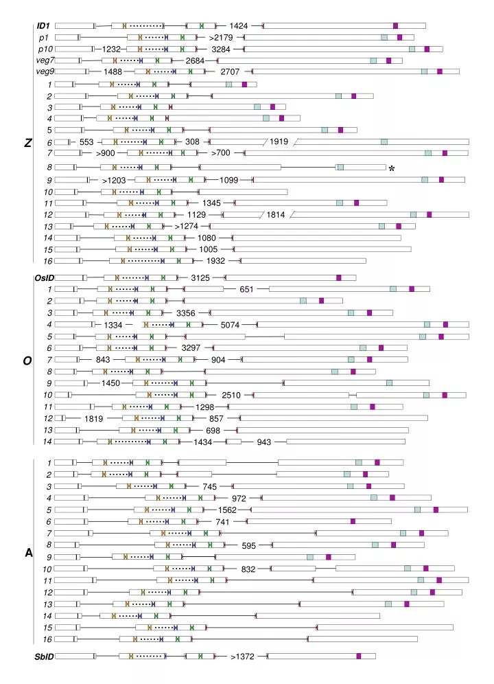PPT - OsID PowerPoint Presentation, free download - ID:5865996