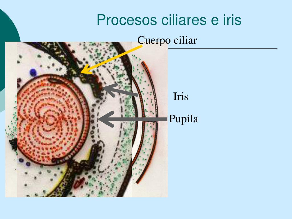 PPT - Unidad VIII. Órganos de los Sentidos PowerPoint Presentation ...