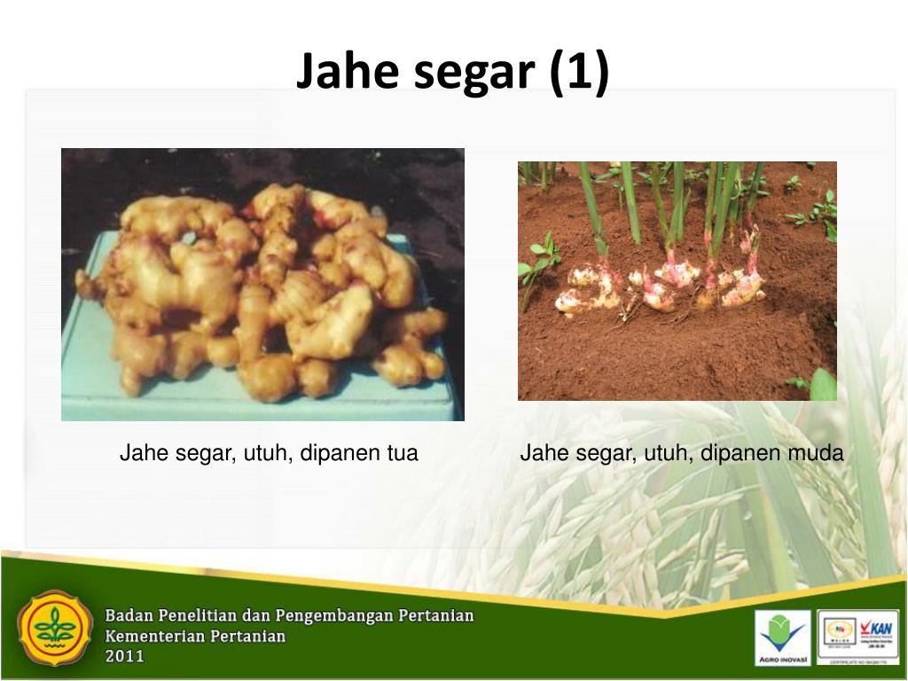PPT - PENGENALAN BAHAN BAKU SEGAR DAN BERMUTU BAIK UNTUK JAMU ...