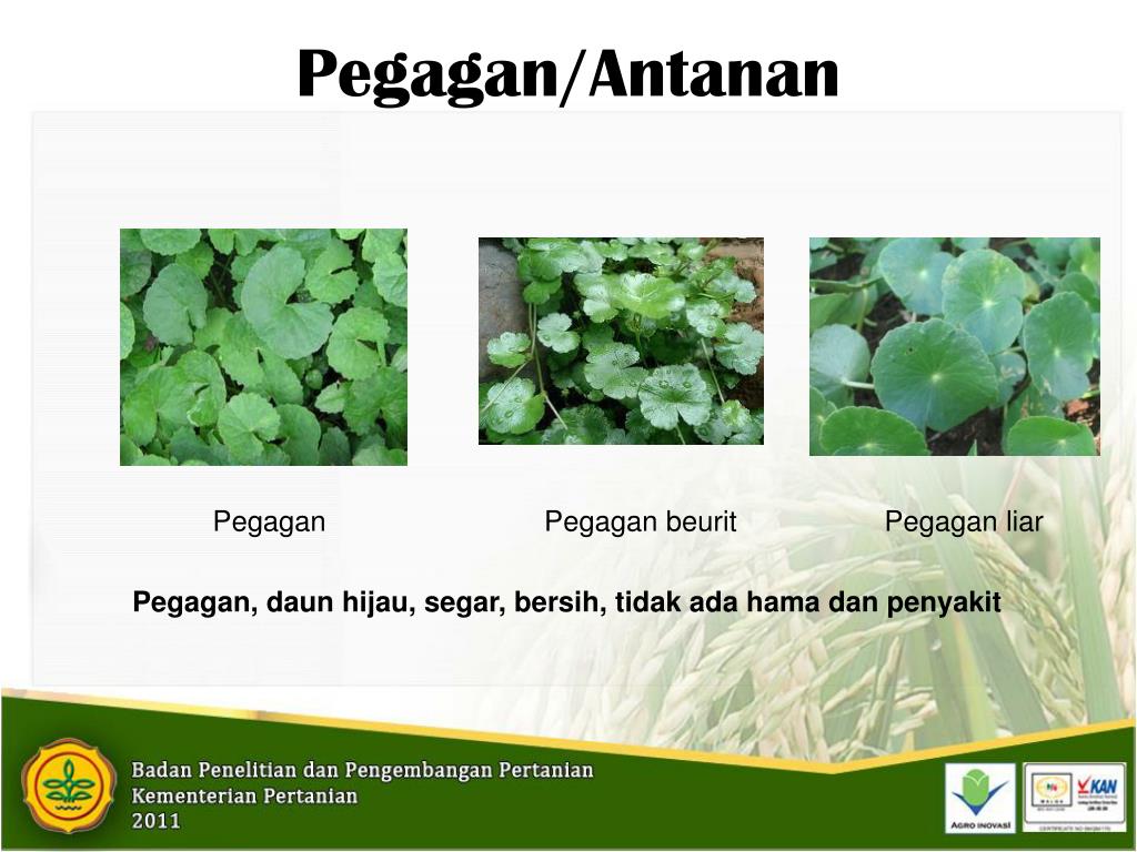 PPT - PENGENALAN BAHAN BAKU SEGAR DAN BERMUTU BAIK UNTUK JAMU ...
