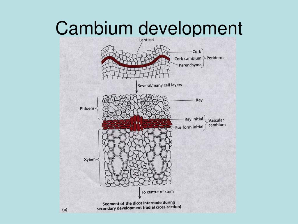 PPT - Kurt Fagerstedt Department of Biological and Environmental ...