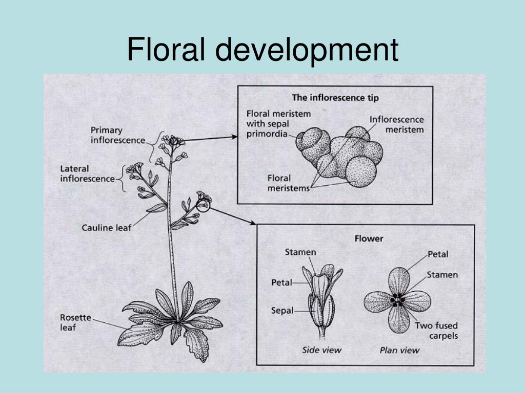 PPT - Kurt Fagerstedt Department of Biological and Environmental ...