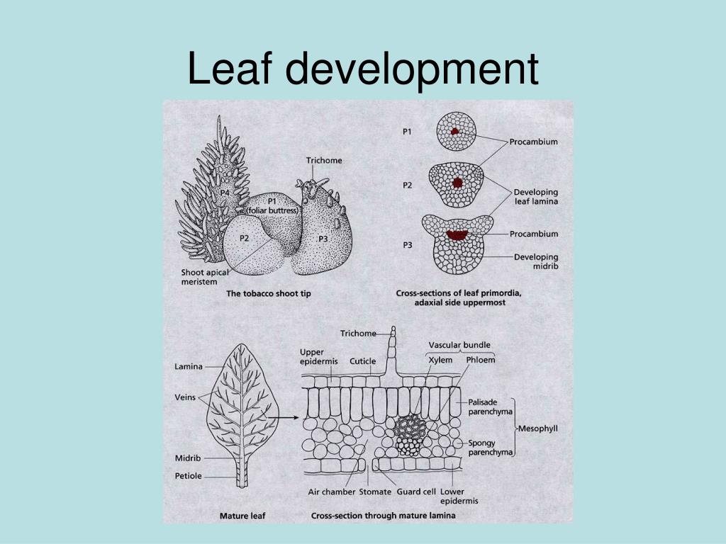 PPT - Kurt Fagerstedt Department of Biological and Environmental ...
