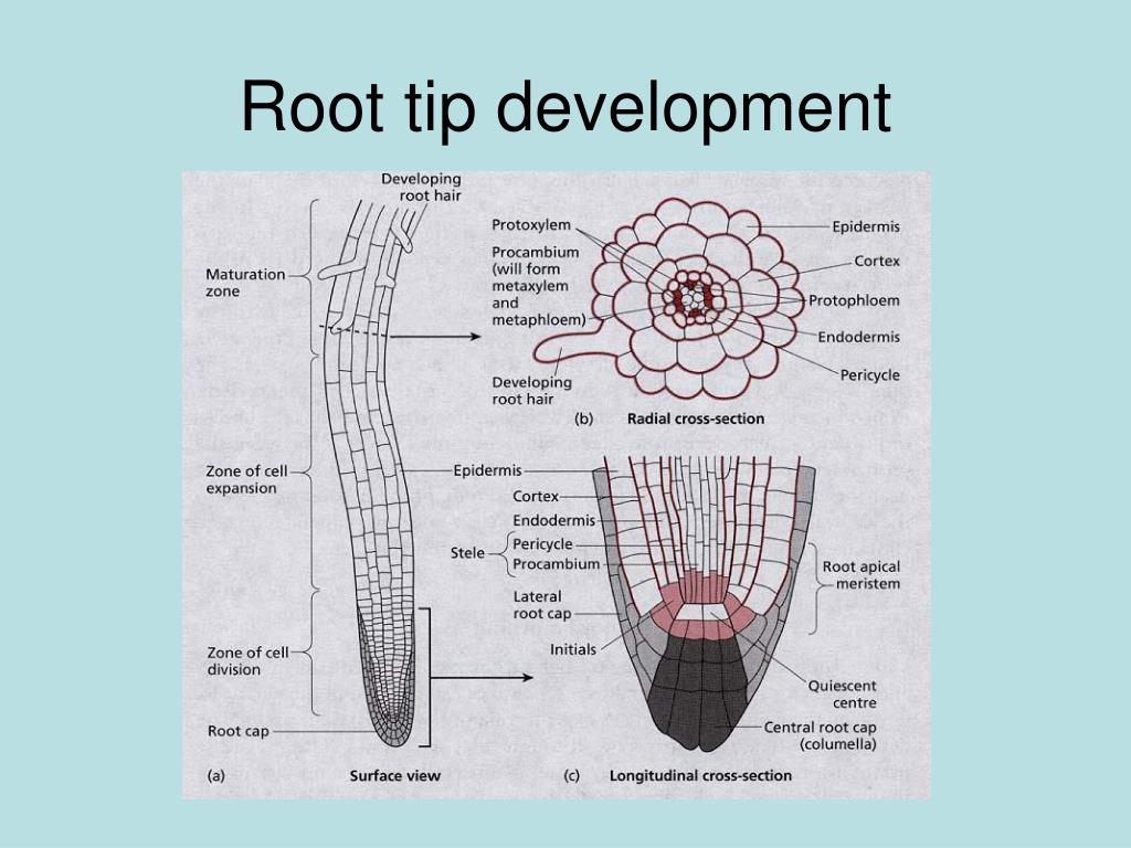 PPT - Kurt Fagerstedt Department of Biological and Environmental ...