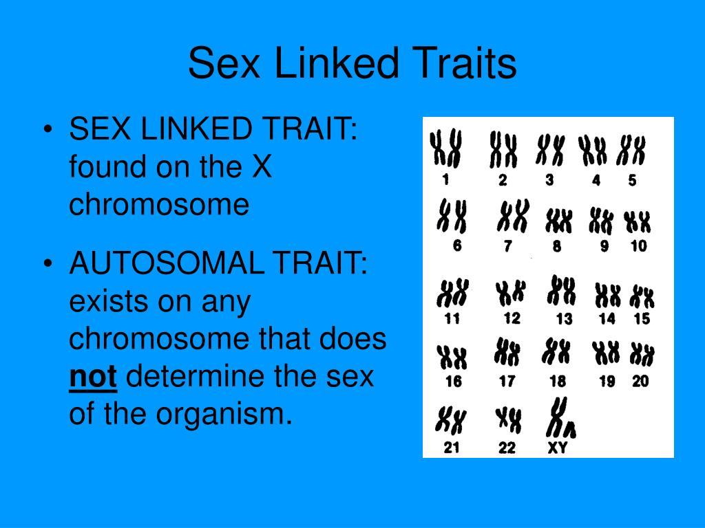 Ppt Karyotyping Sex Linked Traits And Pedigrees Oh My Powerpoint