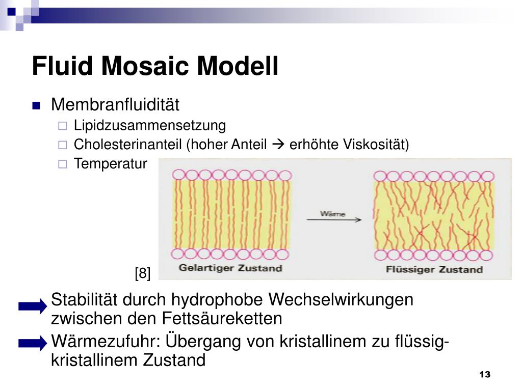 PPT - Lipid rafts und ihre Funktion in biologischen Membranen ...