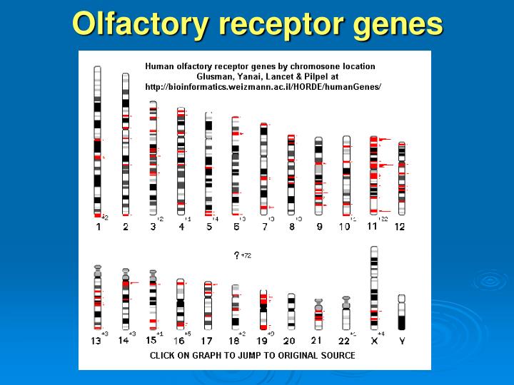 PPT - Discoveries of odorant receptors and the organization of the ...