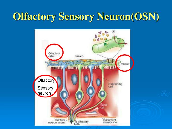 PPT - Discoveries of odorant receptors and the organization of the ...