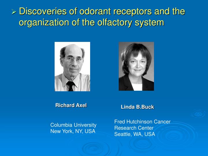 PPT - Discoveries of odorant receptors and the organization of the ...