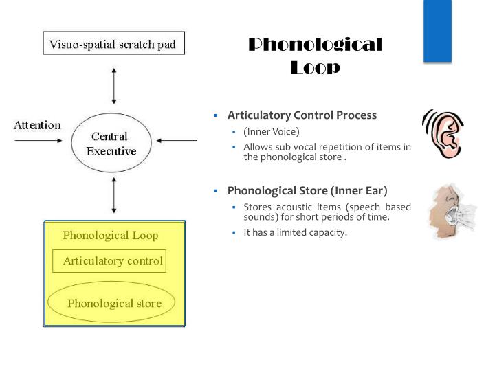 PPT - Working Memory Model - Quiz PowerPoint Presentation - ID:5875352