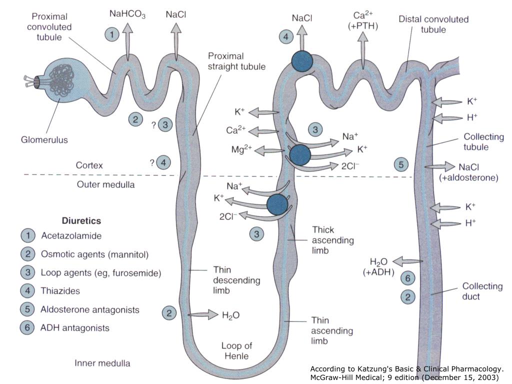 PPT - Diuretics drugs that increase sodium and water excretion from the ...