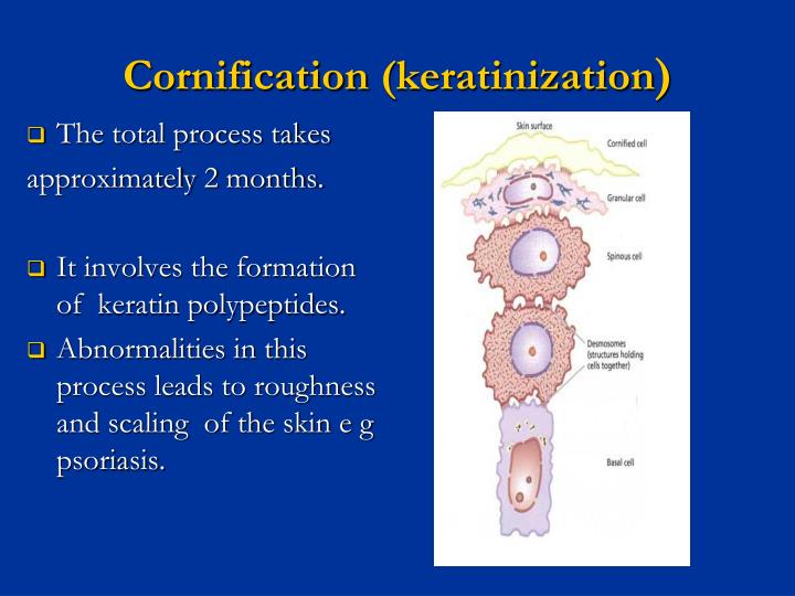 PPT - Anatomy and Physiology of the Skin PowerPoint Presentation - ID ...