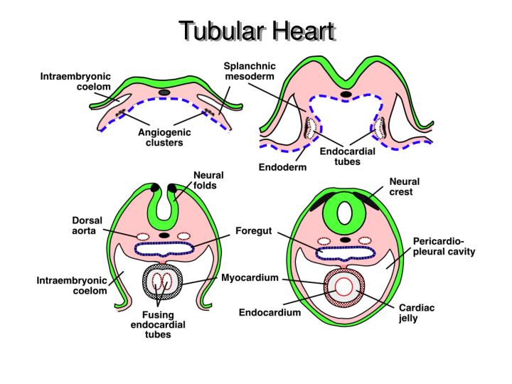 PPT - Heart Embryology and Anatomy Review PowerPoint Presentation - ID ...