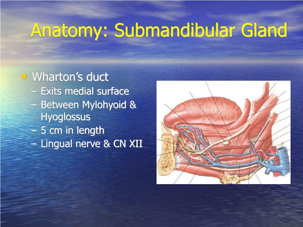 PPT - Anatomy and Physiology of the Salivary Glands PowerPoint ...
