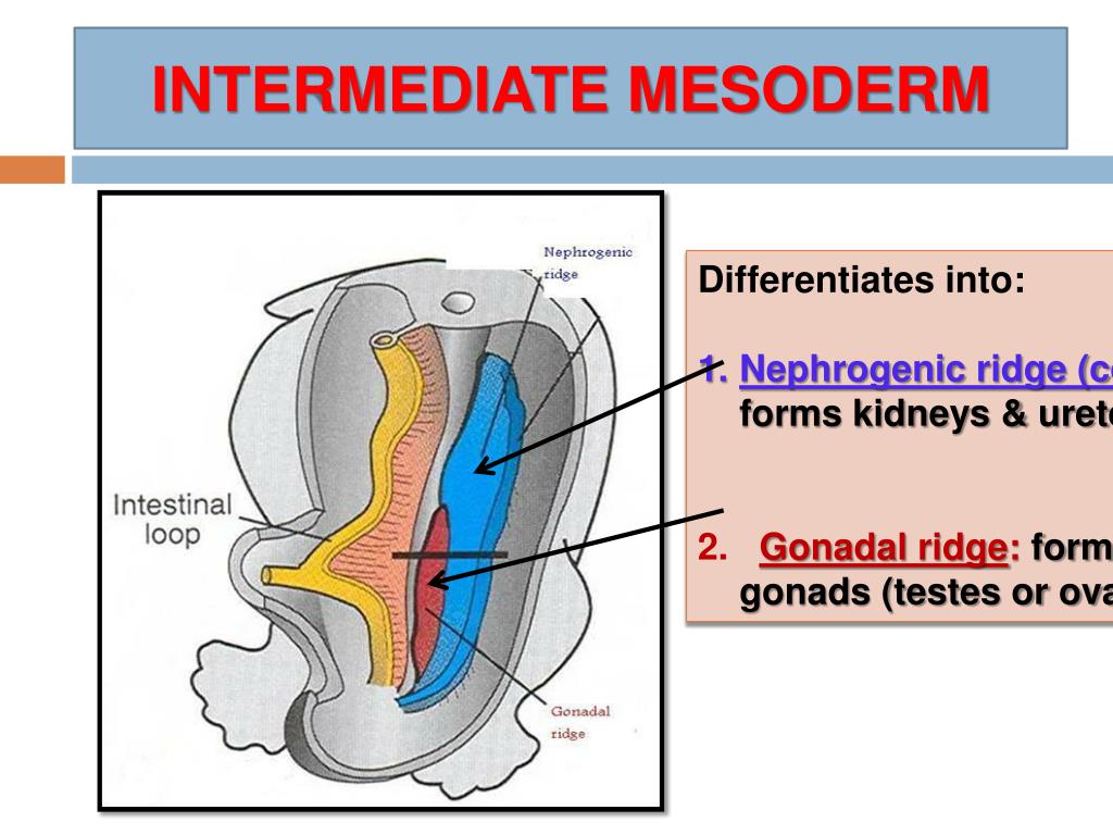 PPT - Dr. Ahmed Fathalla Ibrahim & Dr. Jamila El Medany PowerPoint ...