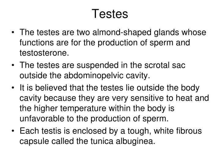 PPT - Reproductive Anatomy & Physiology PowerPoint Presentation - ID ...