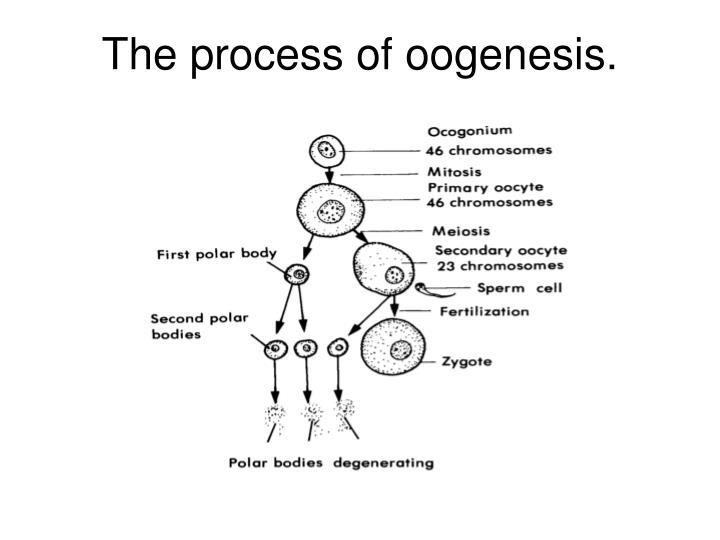 What Is The Process Of Oogenesis In A Human Quora
