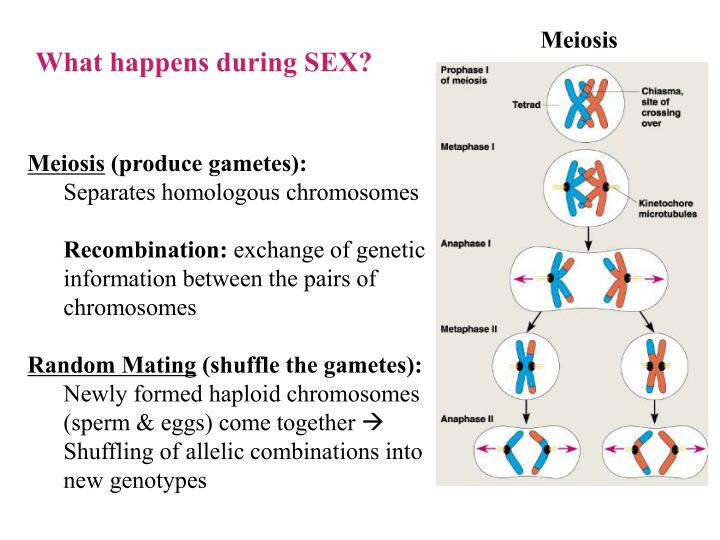 Ppt Genetic Variation The Genetic Substrate For Natural Selection
