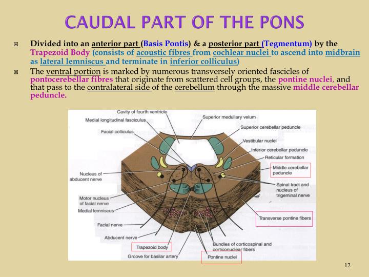 PPT - INTERNAL STRUCTURE OF THE BRAIN STEM By Dr. Sanaa Alshaarawy & Dr ...