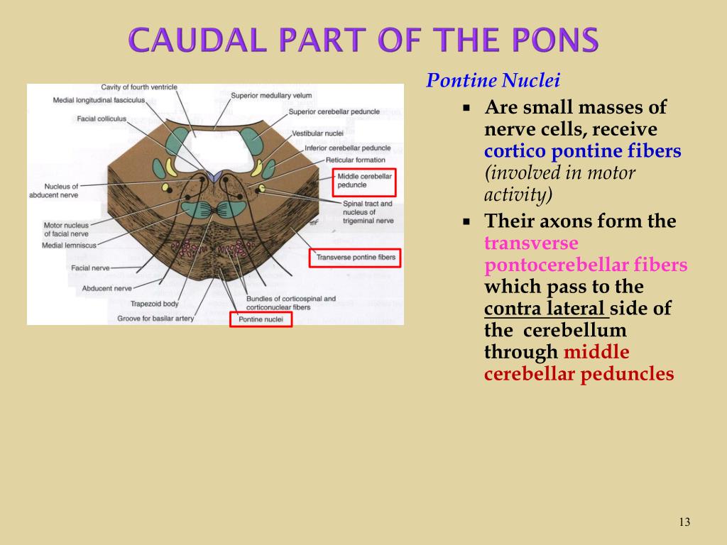 PPT - INTERNAL STRUCTURE OF THE BRAIN STEM By Dr. Sanaa Alshaarawy & Dr ...