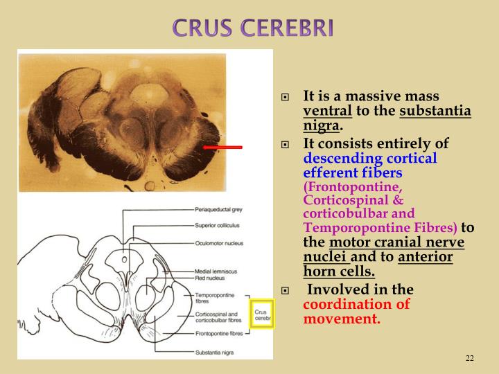 PPT - INTERNAL STRUCTURE OF THE BRAIN STEM By Dr. Sanaa Alshaarawy & Dr ...