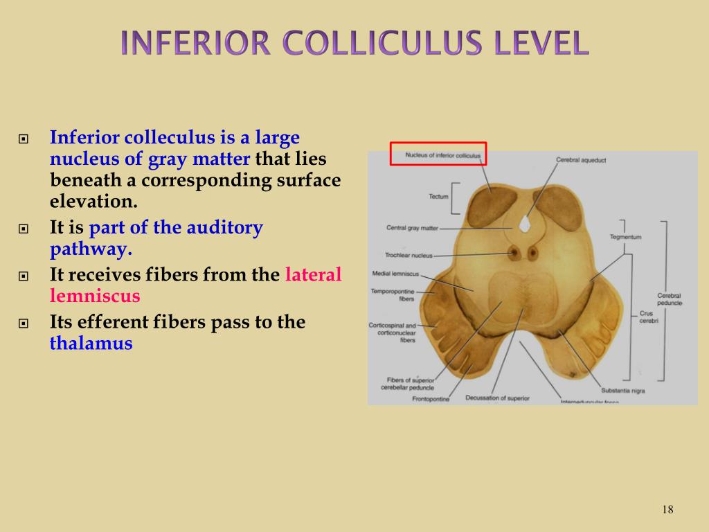 PPT - INTERNAL STRUCTURE OF THE BRAIN STEM By Dr. Sanaa Alshaarawy & Dr ...