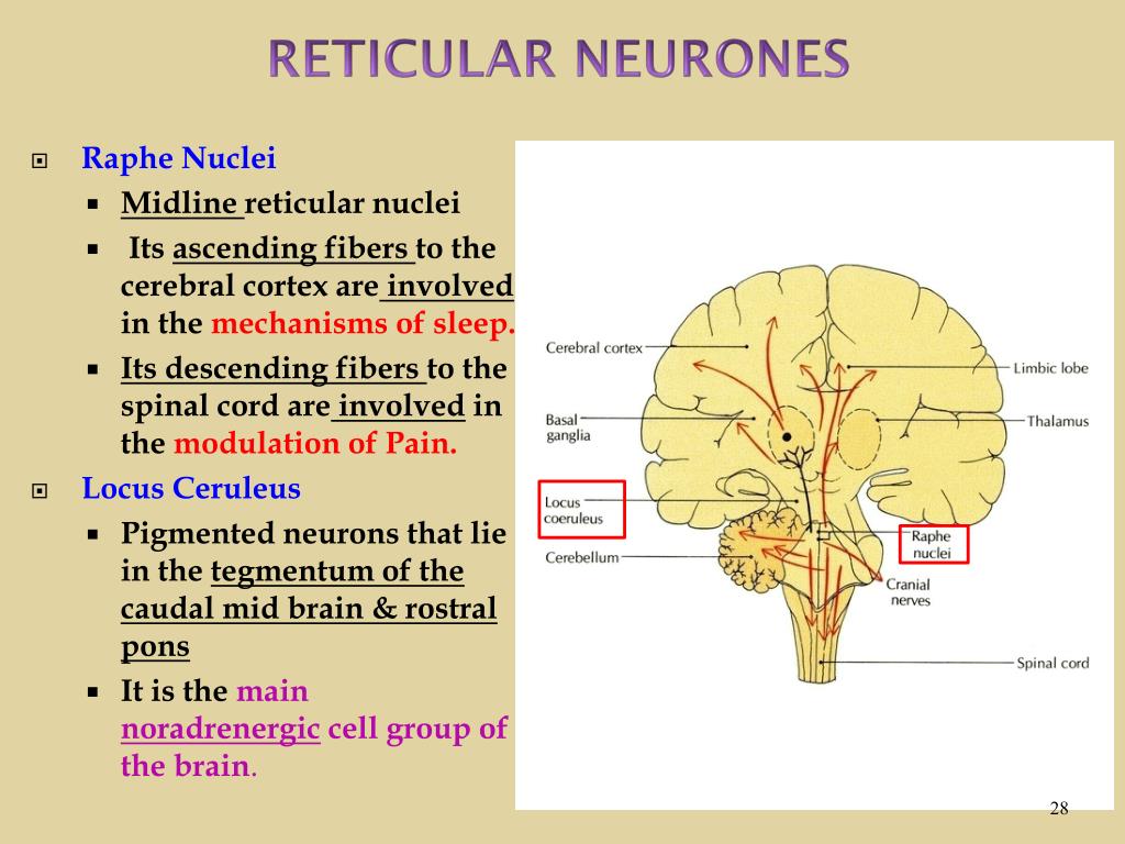 PPT - INTERNAL STRUCTURE OF THE BRAIN STEM By Dr. Sanaa Alshaarawy & Dr ...