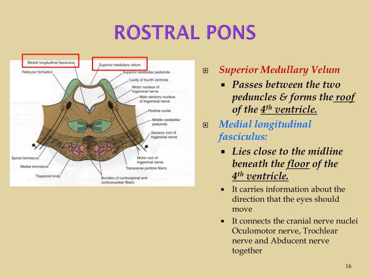 PPT - INTERNAL STRUCTURE OF THE BRAIN STEM By Dr. Sanaa Alshaarawy & Dr ...