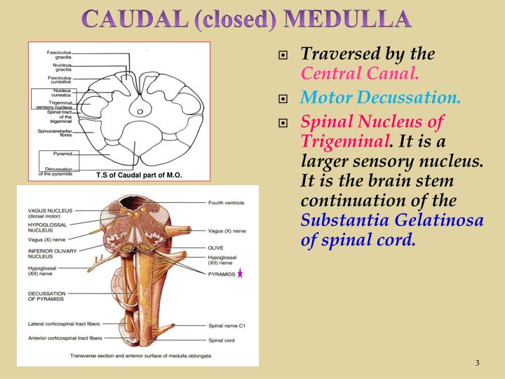 PPT - INTERNAL STRUCTURE OF THE BRAIN STEM By Dr. Sanaa Alshaarawy & Dr ...