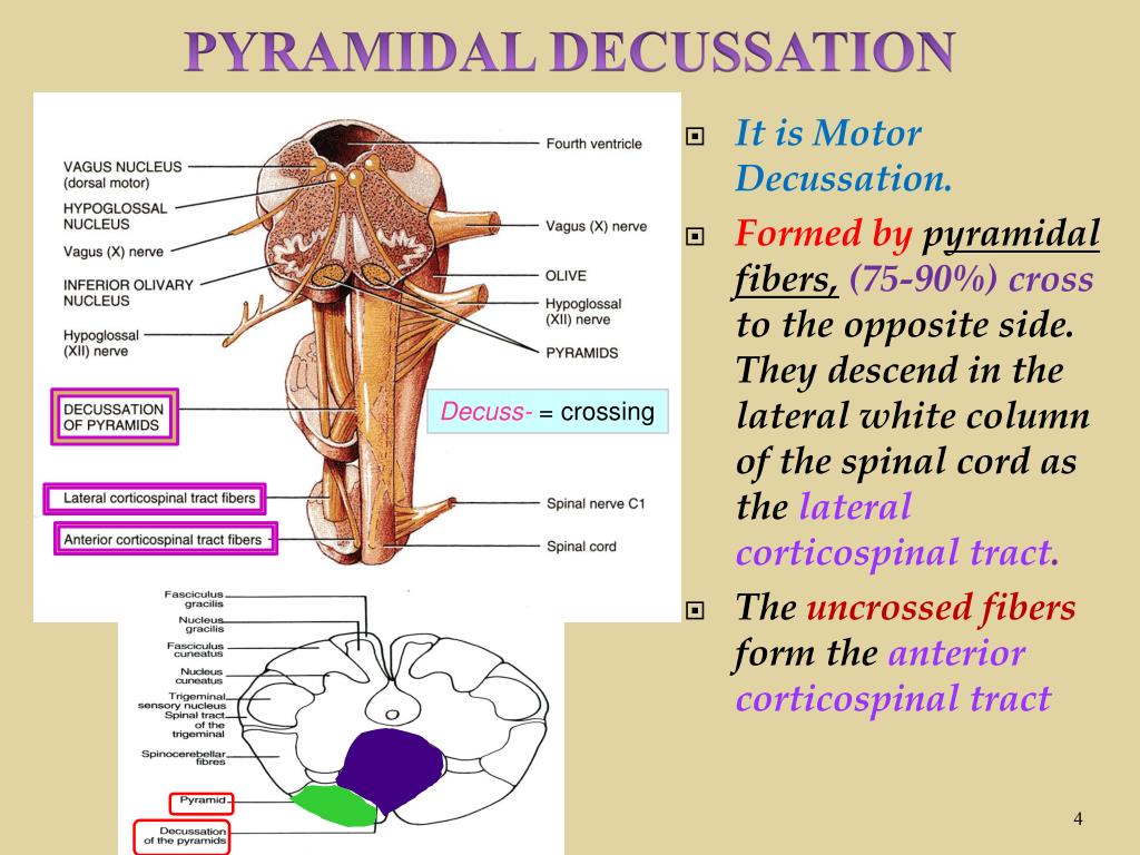 PPT - INTERNAL STRUCTURE OF THE BRAIN STEM By Dr. Sanaa Alshaarawy & Dr ...