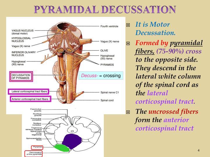 PPT - INTERNAL STRUCTURE OF THE BRAIN STEM By Dr. Sanaa Alshaarawy & Dr ...