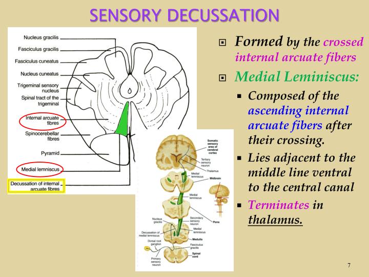 PPT - INTERNAL STRUCTURE OF THE BRAIN STEM By Dr. Sanaa Alshaarawy & Dr ...