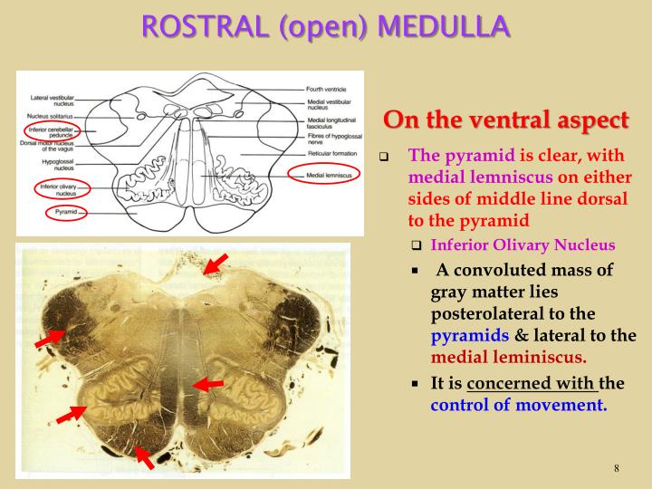 PPT - INTERNAL STRUCTURE OF THE BRAIN STEM By Dr. Sanaa Alshaarawy & Dr ...