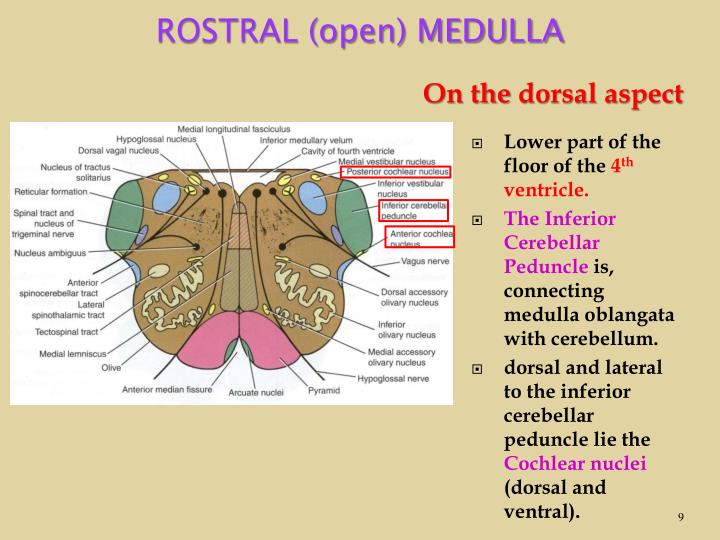 PPT - INTERNAL STRUCTURE OF THE BRAIN STEM By Dr. Sanaa Alshaarawy & Dr ...